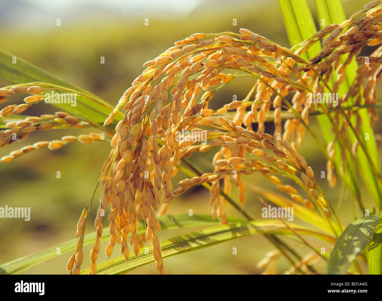 Image of ear of the paddy hi-res stock photography and images - Alamy