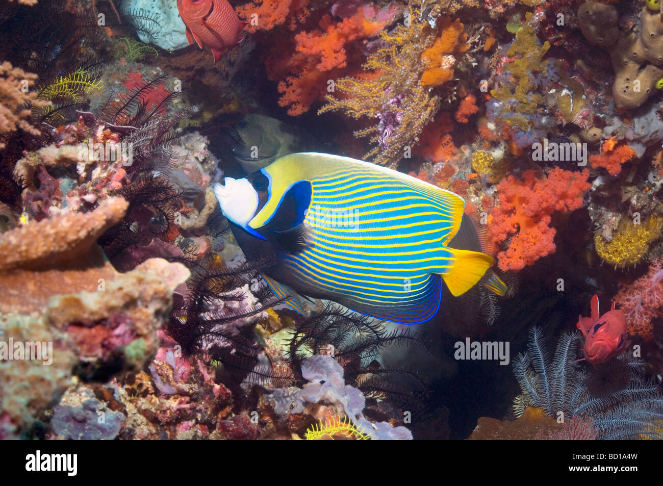 Emperor angelfish Pomacanthus imperator swimming past coral wall with ...