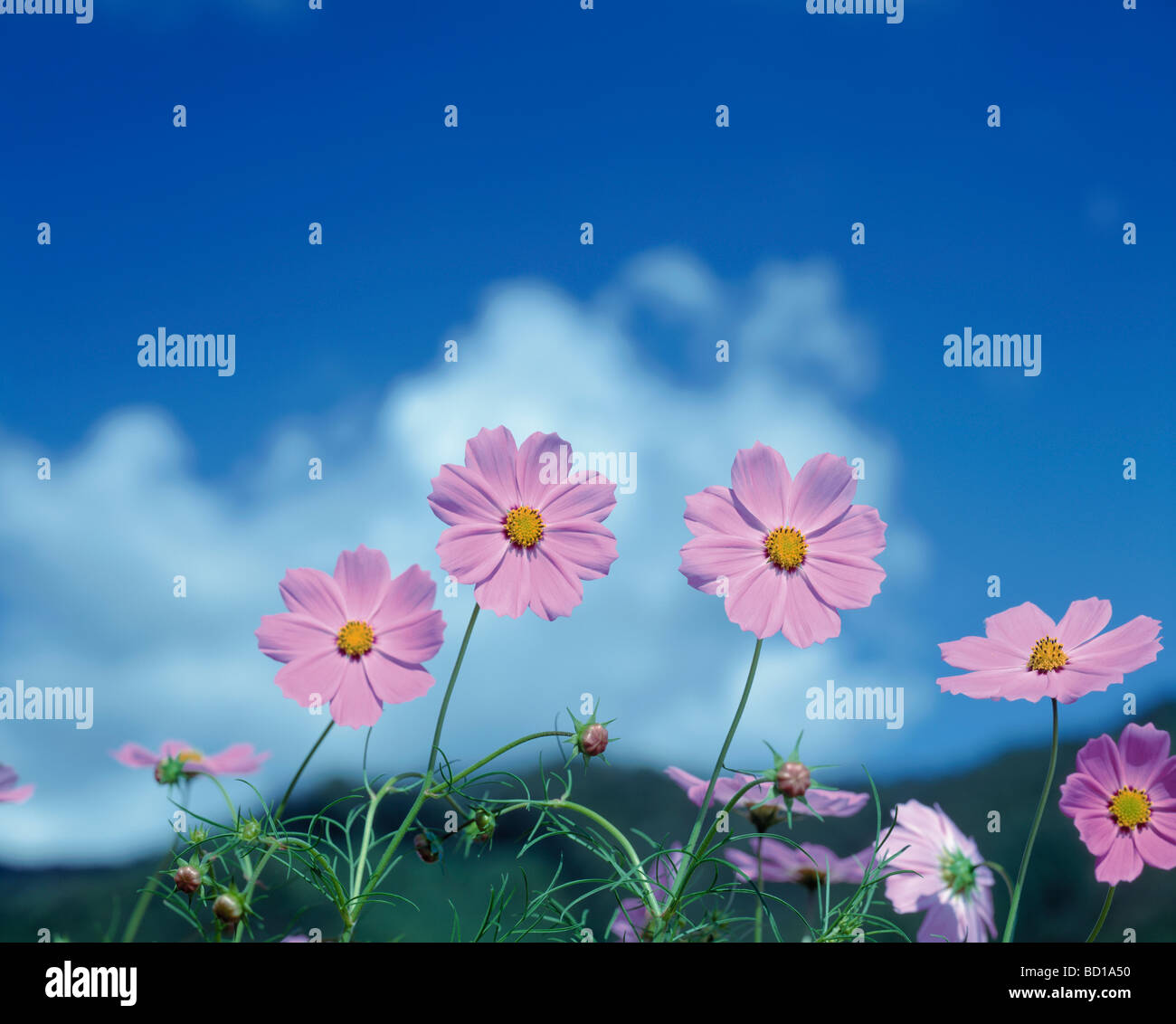 Cosmos under blue sky Stock Photo - Alamy