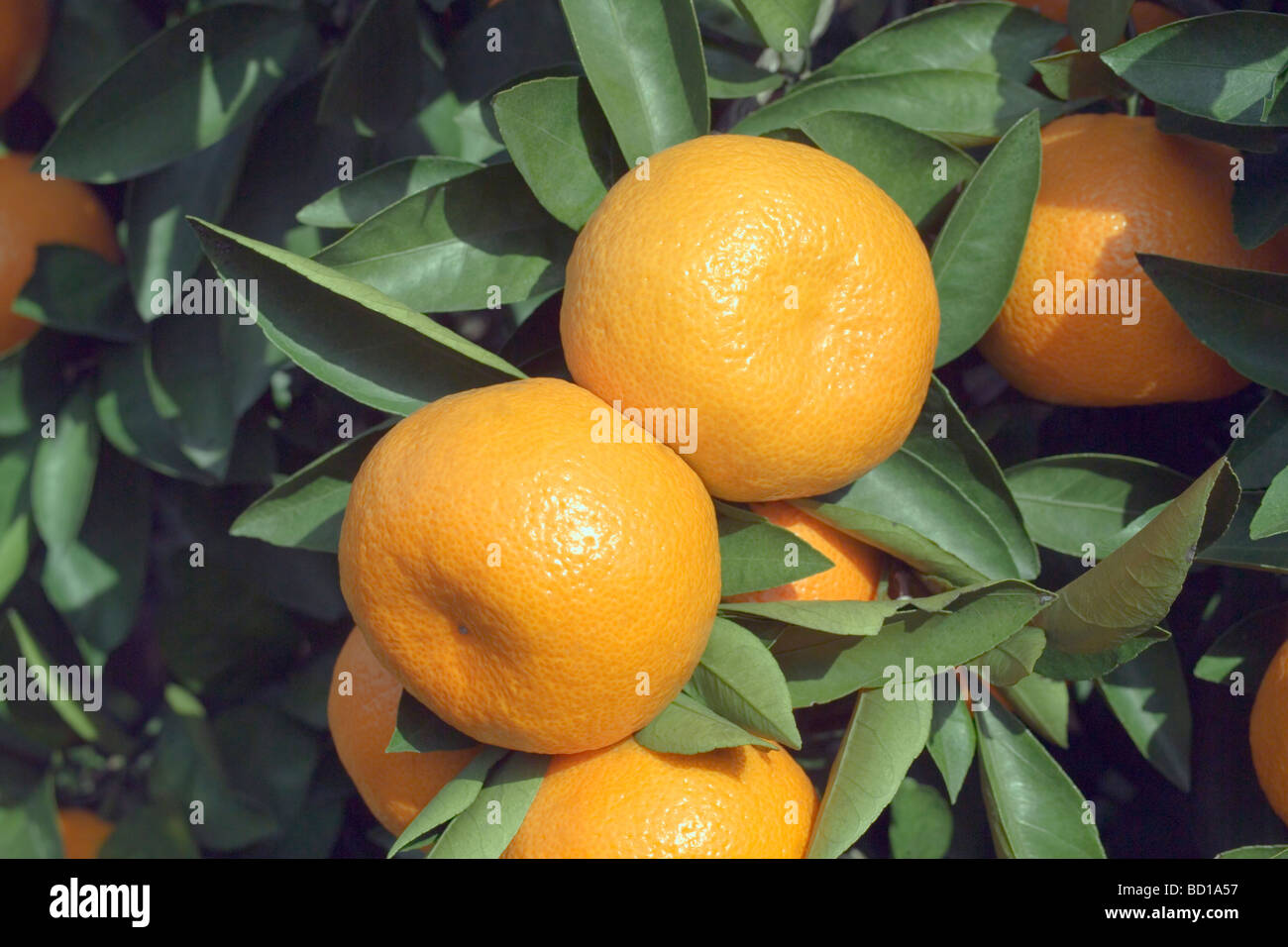 Satsuma mandarin tree hi-res stock photography and images - Alamy
