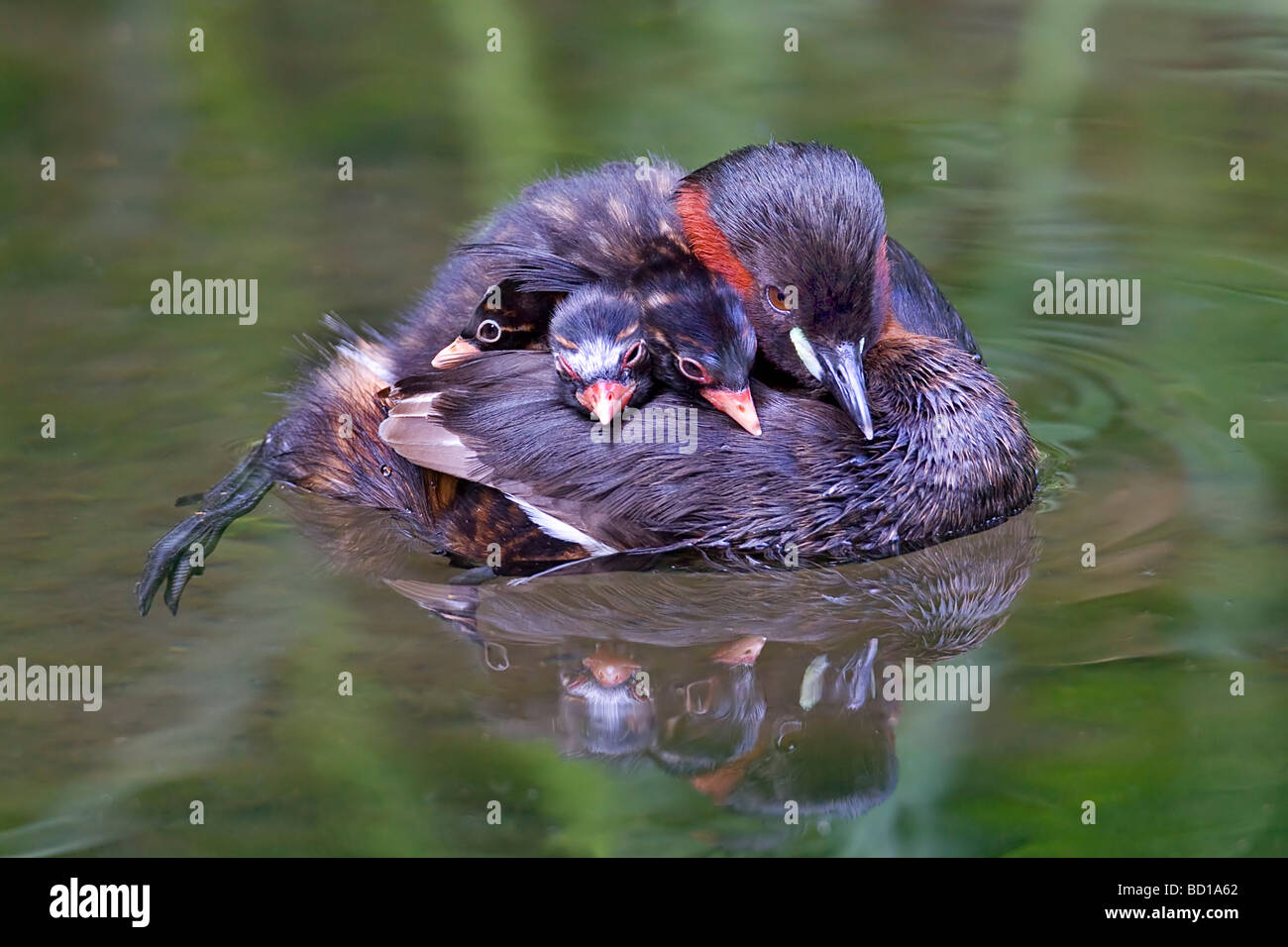 Dabchick Little Grebe Tachybaptus ruficollis family Stock Photo - Alamy