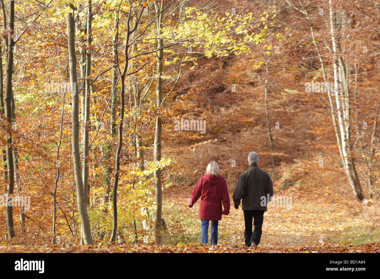 People in a forest in denmark Stock Photo - Alamy