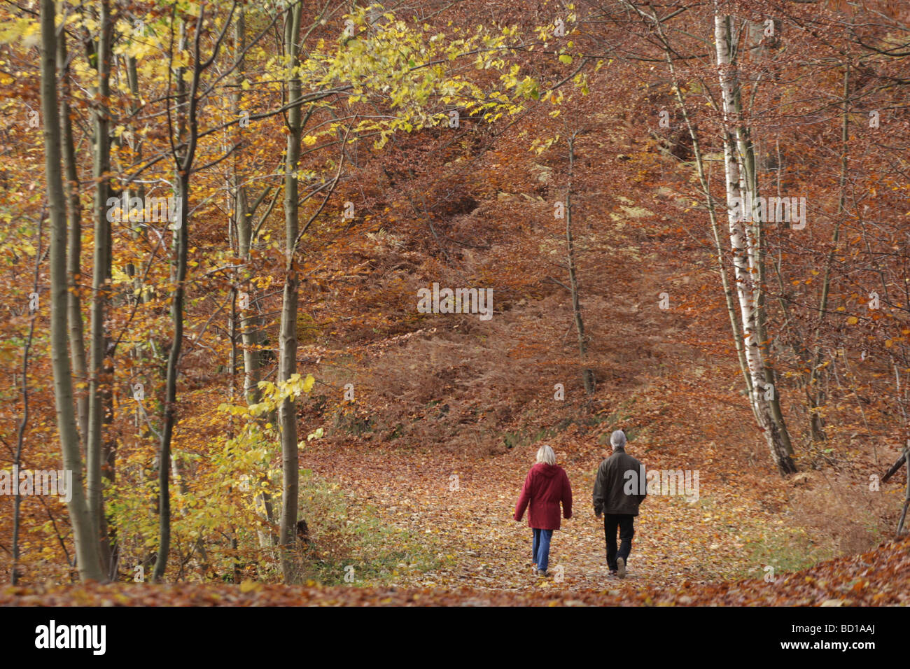 People in a forest in denmark Stock Photo - Alamy
