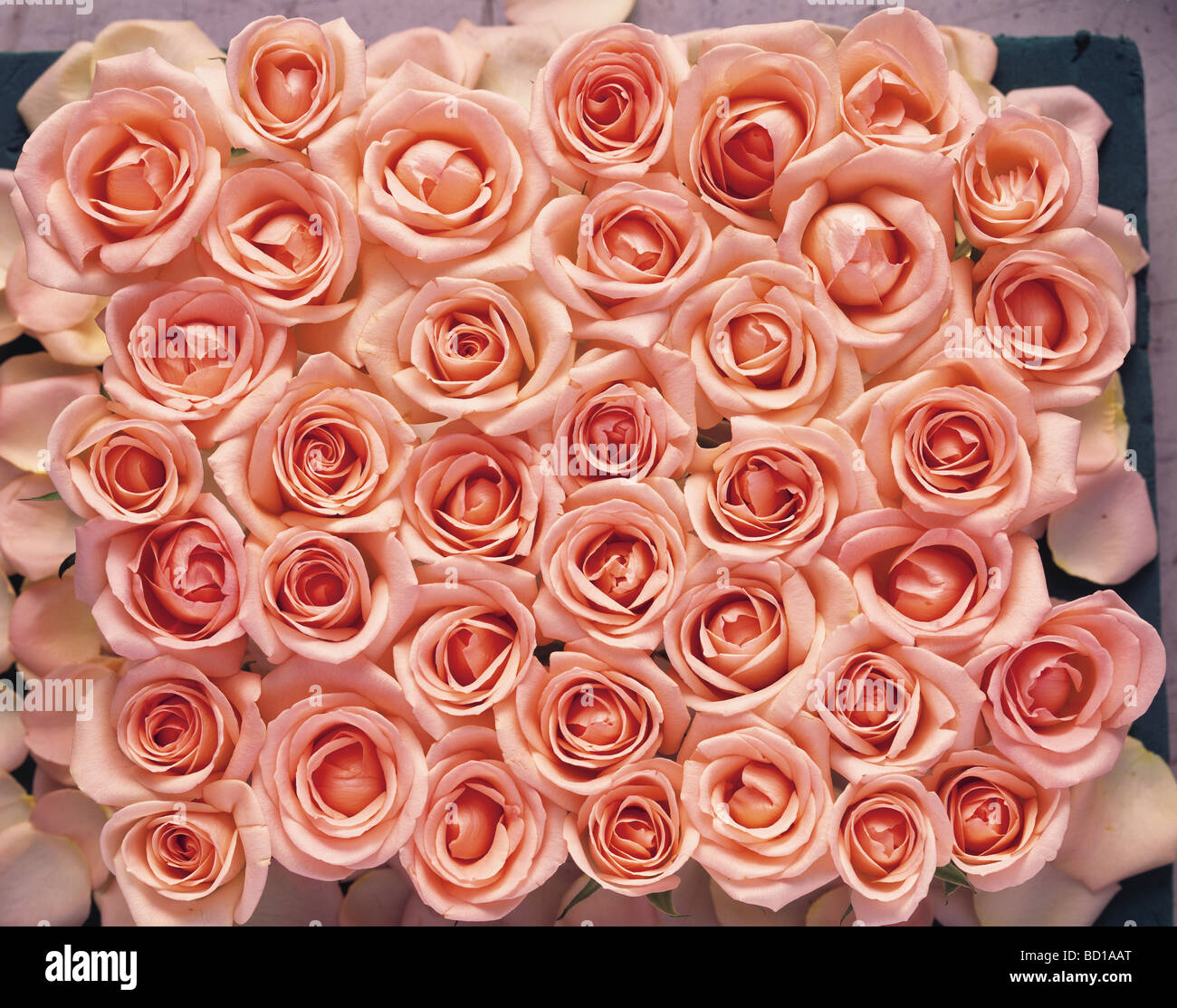Bunch of pink roses close up full frame Stock Photo - Alamy
