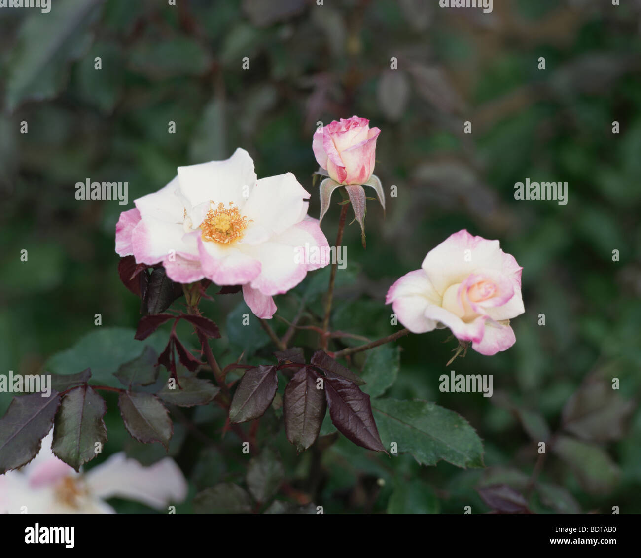 Abigail rose hi-res stock photography and images - Alamy