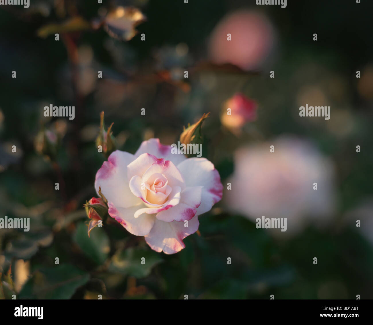 Abigail rose hi-res stock photography and images - Alamy