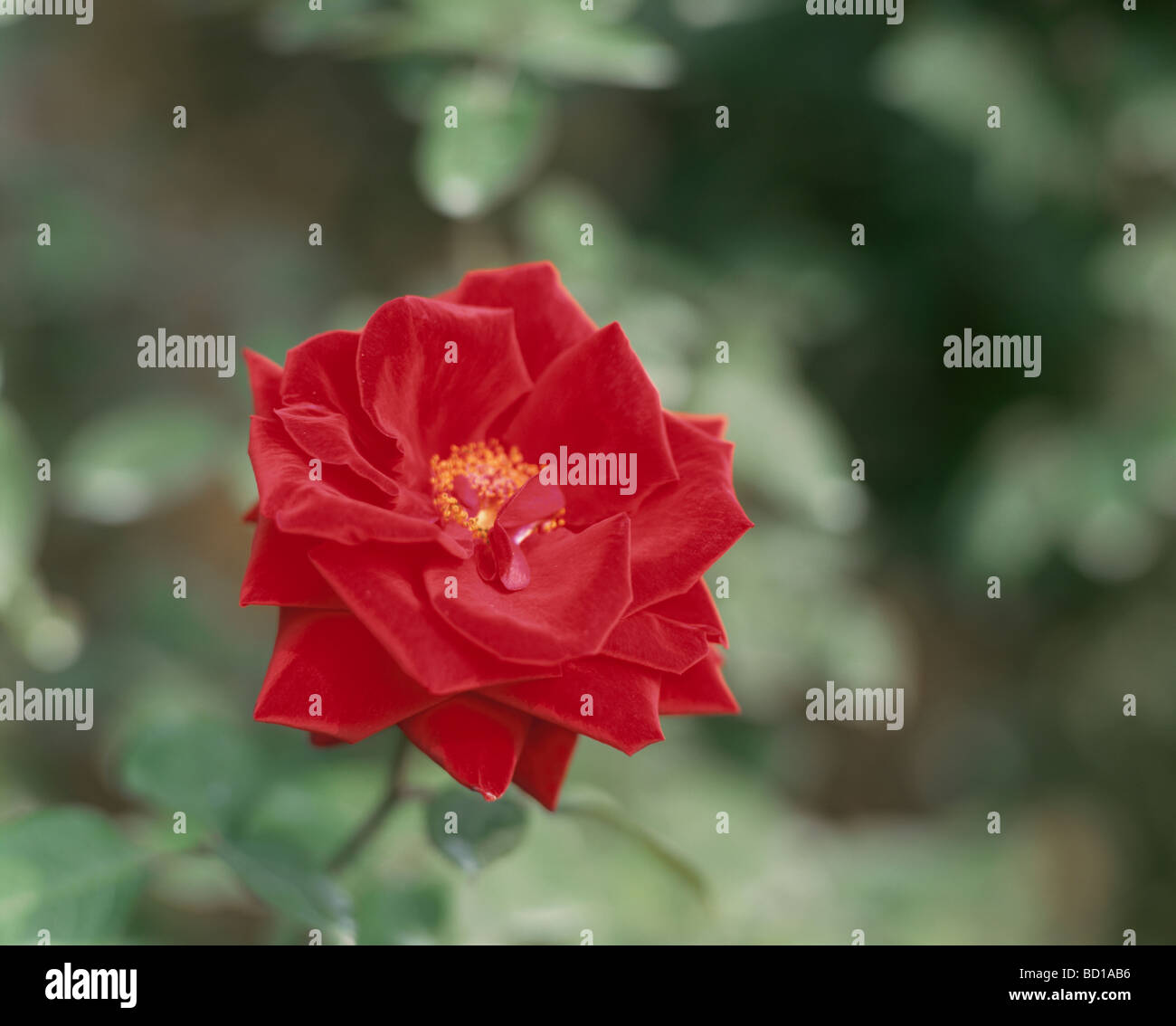 Rose, American Spirit Stock Photo - Alamy