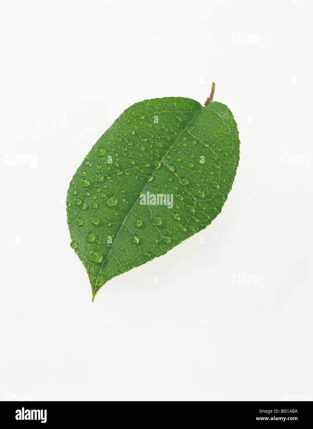 Back Of Leaf Cut Out Stock Images & Pictures - Alamy