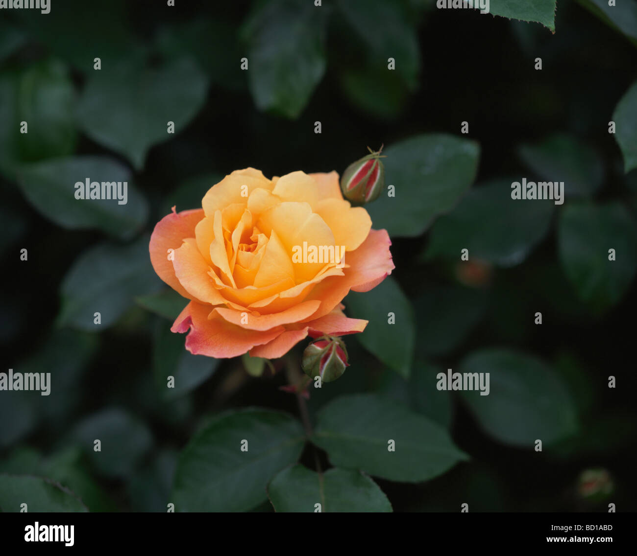 Rose, Anne Frank Stock Photo - Alamy