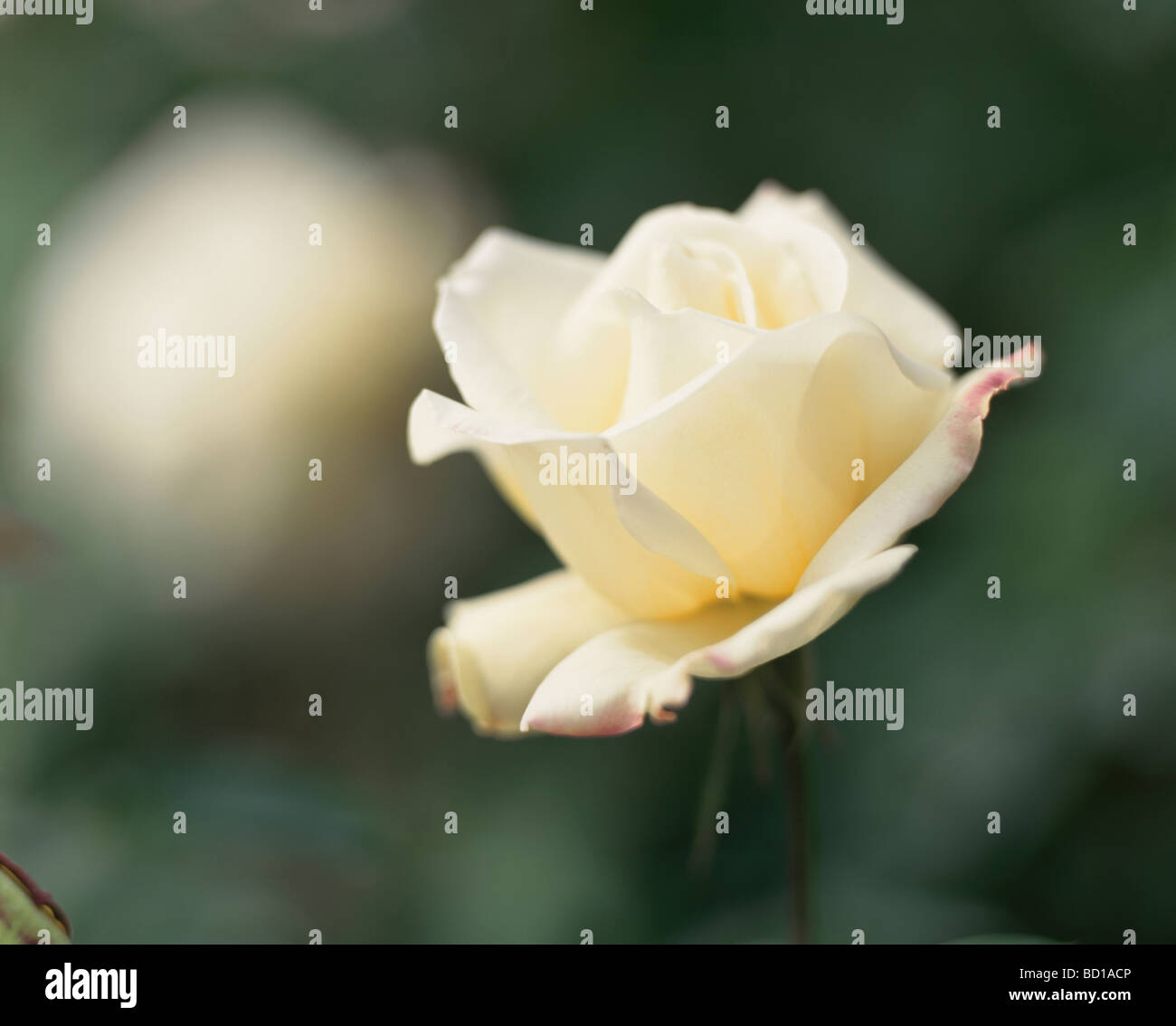 White garden party hi-res stock photography and images - Alamy