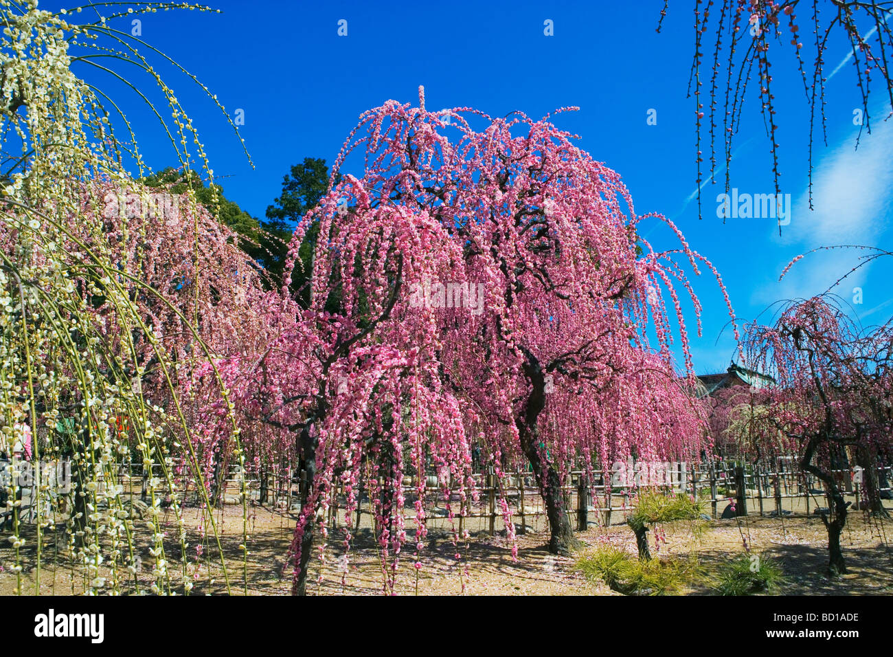 Plum trees Tsu city Mie prefecture Japan Stock Photo - Alamy