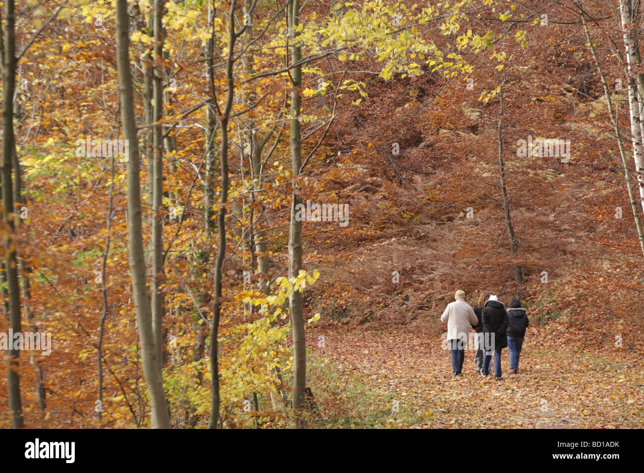 People in a forest in denmark Stock Photo - Alamy