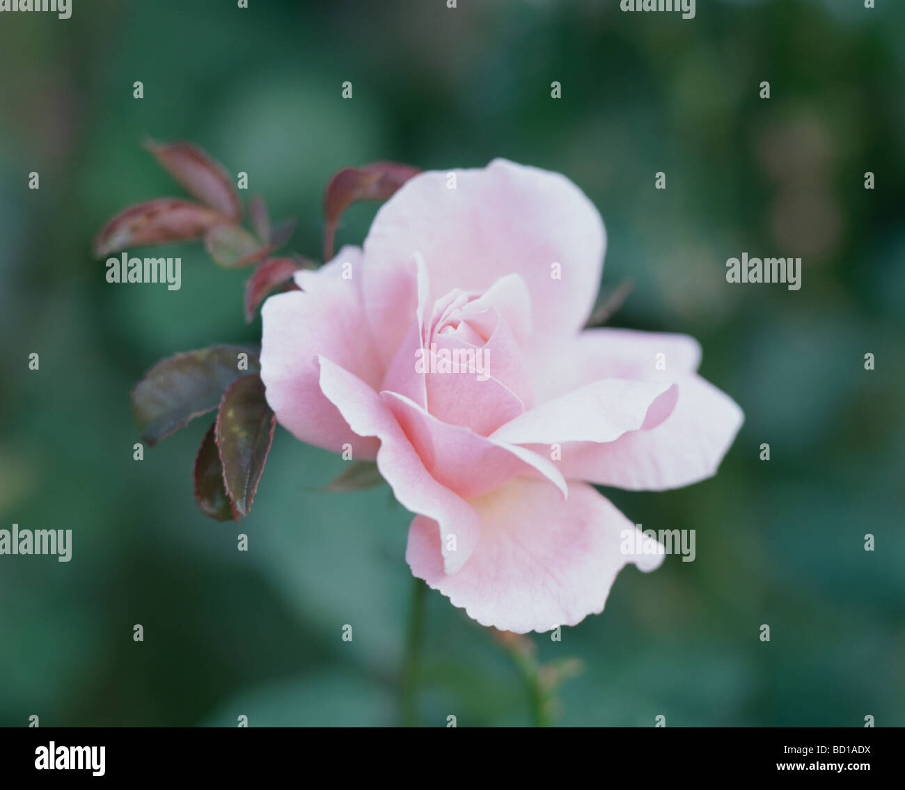 Rose, Queen Elizabeth Stock Photo - Alamy