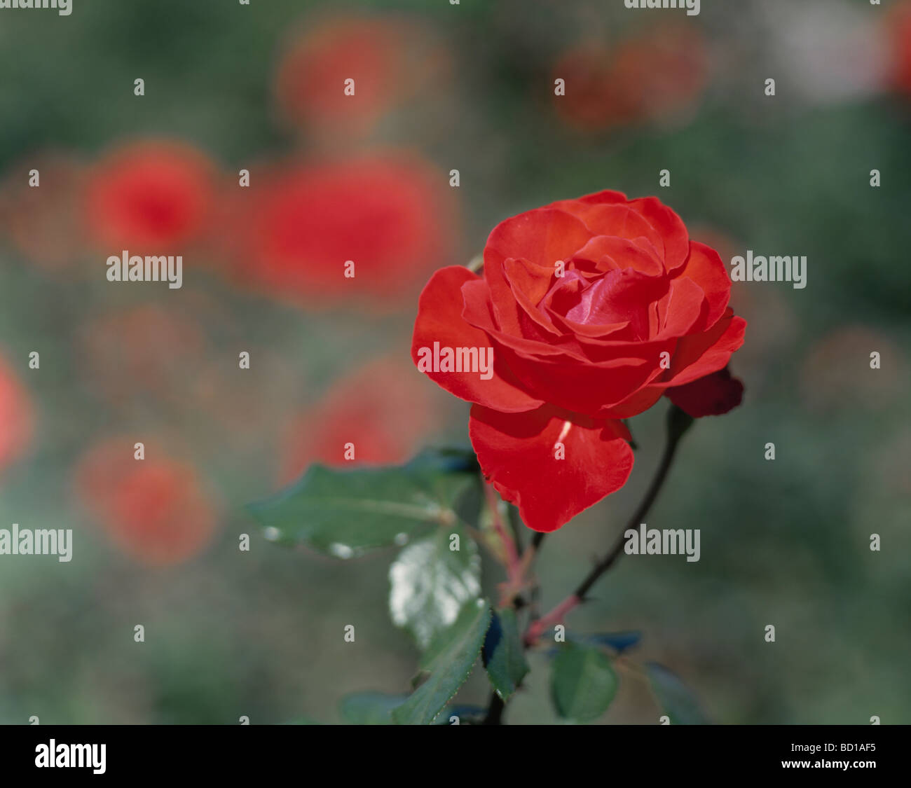 Red rose chorus hi-res stock photography and images - Alamy