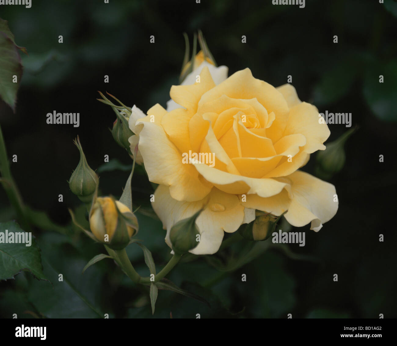 Gold bunny rose hi-res stock photography and images - Alamy