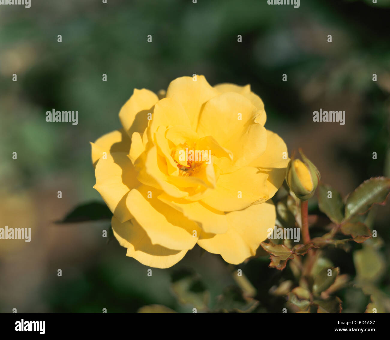 Rose goldmarie hi-res stock photography and images - Alamy