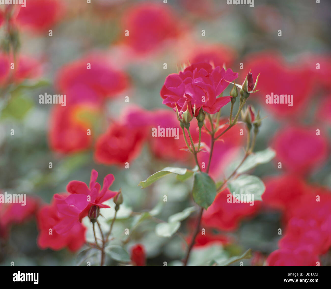 Kommodore hi-res stock photography and images - Alamy