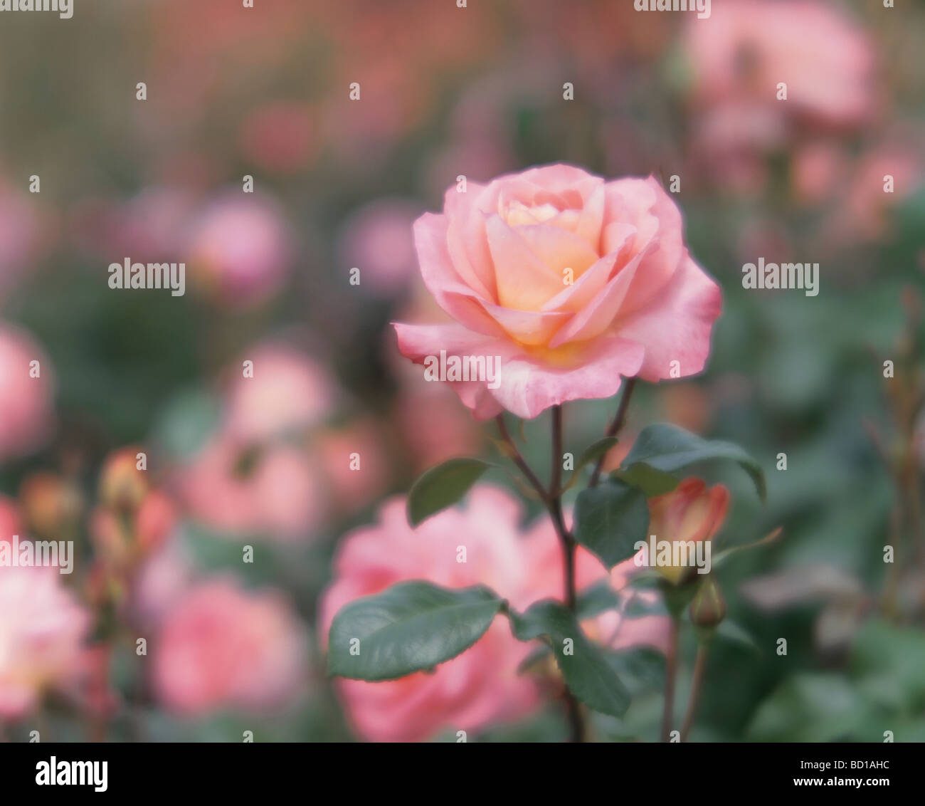 Confidence in tokyo hi-res stock photography and images - Alamy