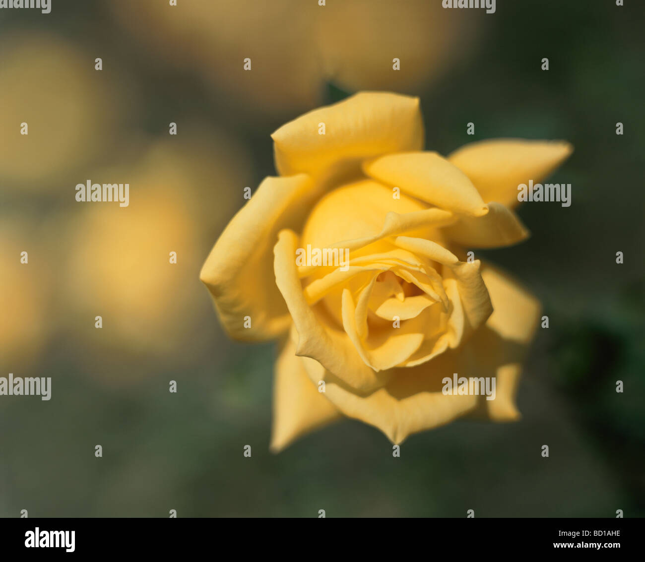 Rose, Summer Sunshine Stock Photo - Alamy