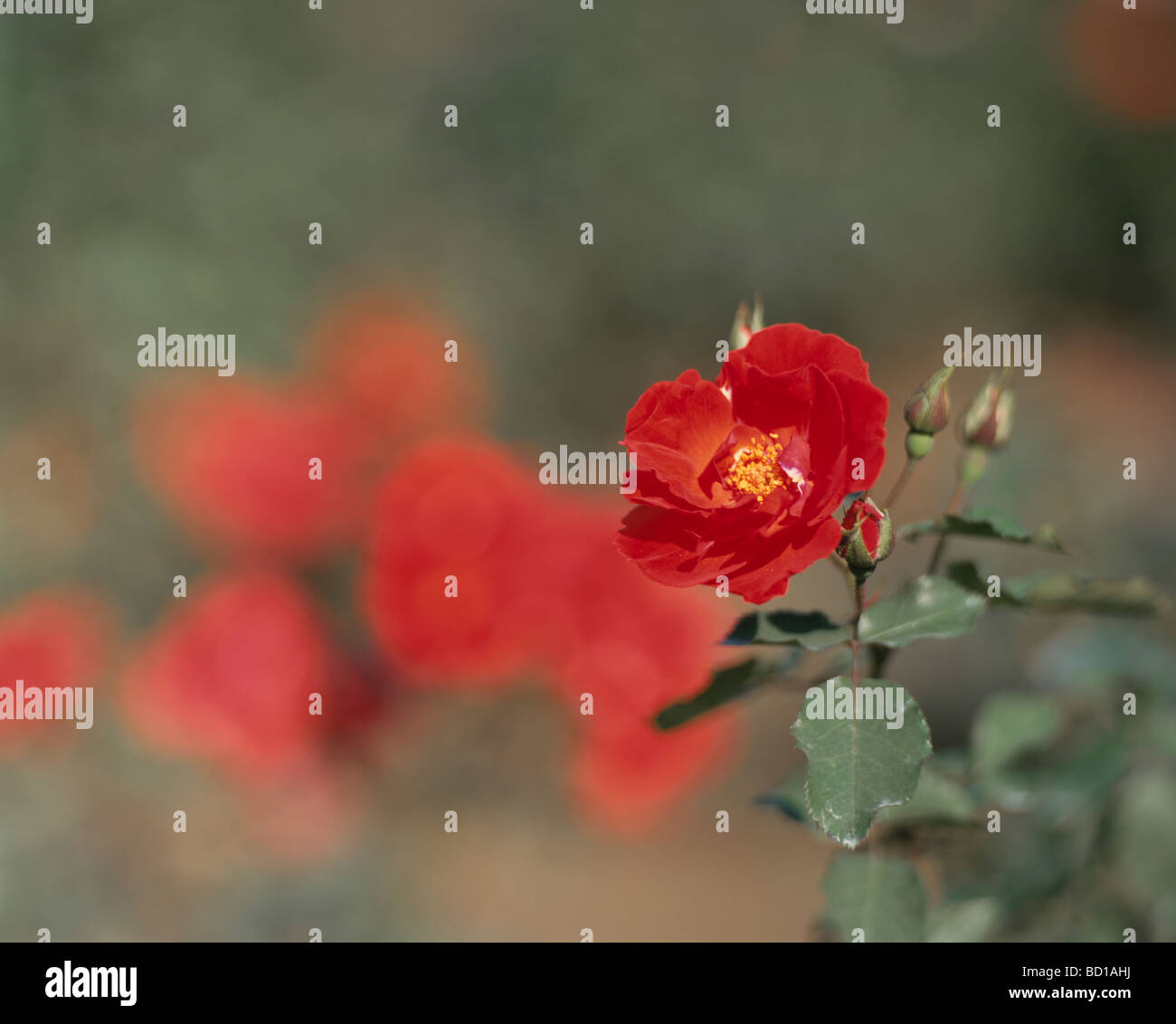 Sarabande hi-res stock photography and images - Alamy