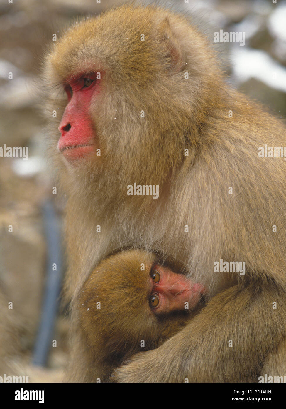 Monkey holding hi-res stock photography and images - Alamy