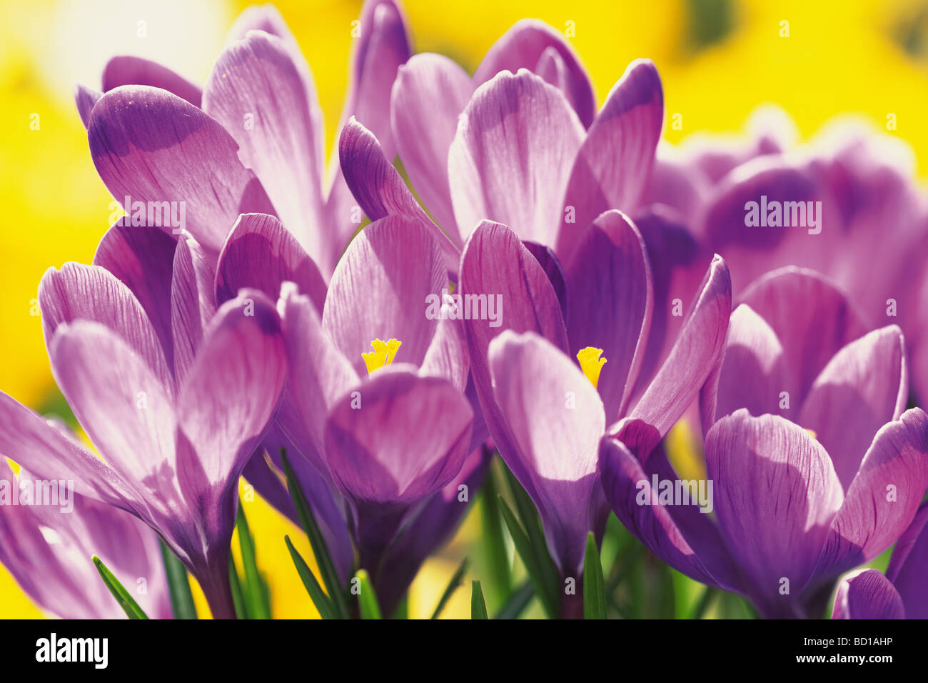 Photography of crocus hi-res stock photography and images - Alamy