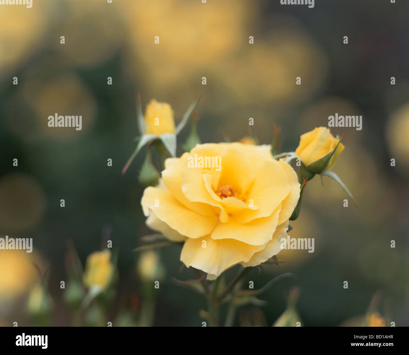 Yellow sun flare hi-res stock photography and images - Alamy