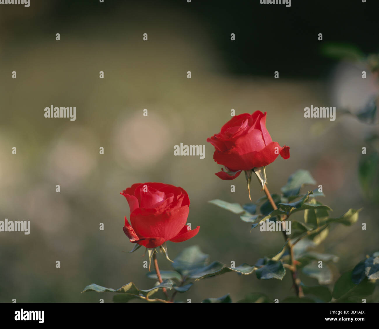 Tamango hi-res stock photography and images - Alamy