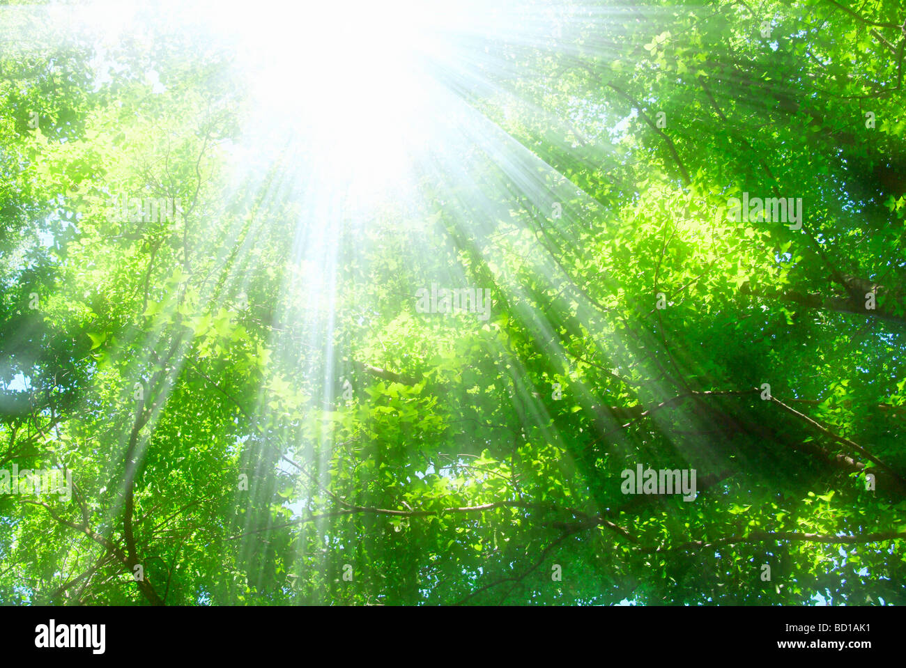 Sunlight between trees with green leaves Stock Photo - Alamy