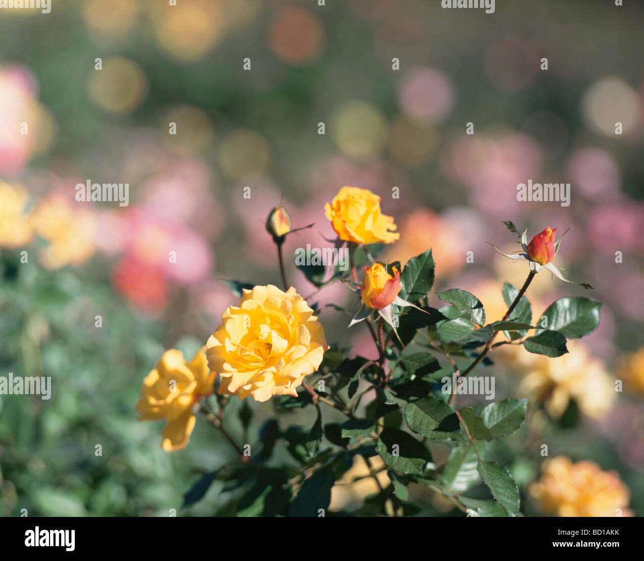 Rose, Dr Faust Stock Photo - Alamy