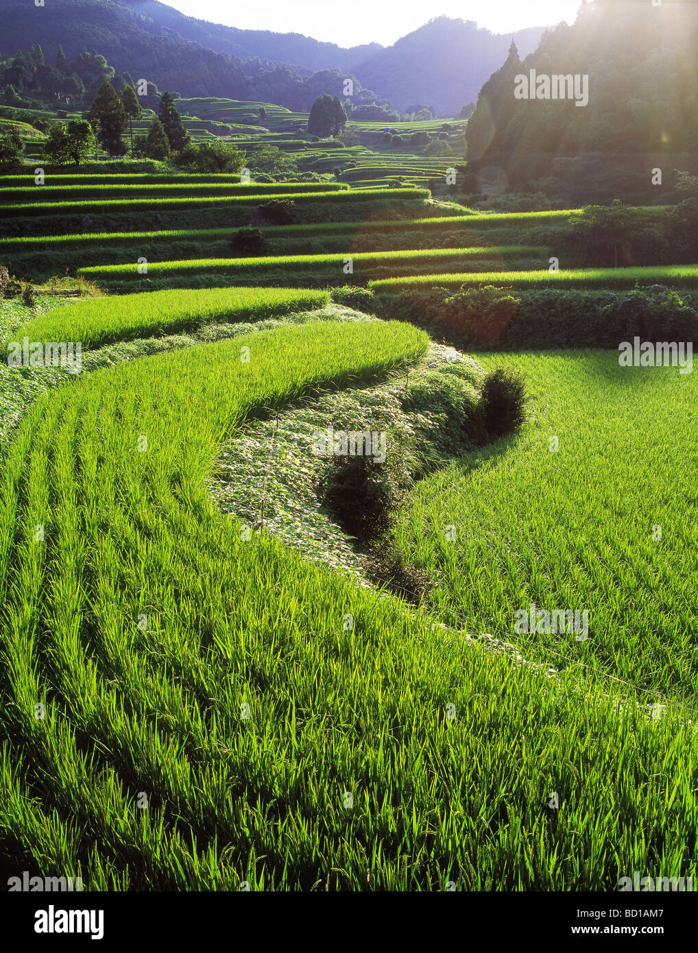 Rice terraces Saga Prefecture Kyushu Japan Stock Photo - Alamy