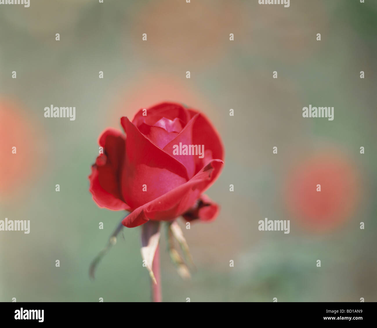 Tokyo rose hi-res stock photography and images - Alamy