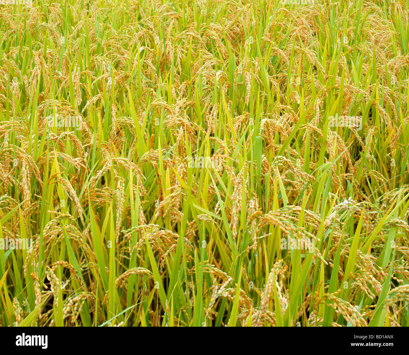 Rice field full frame Stock Photo - Alamy