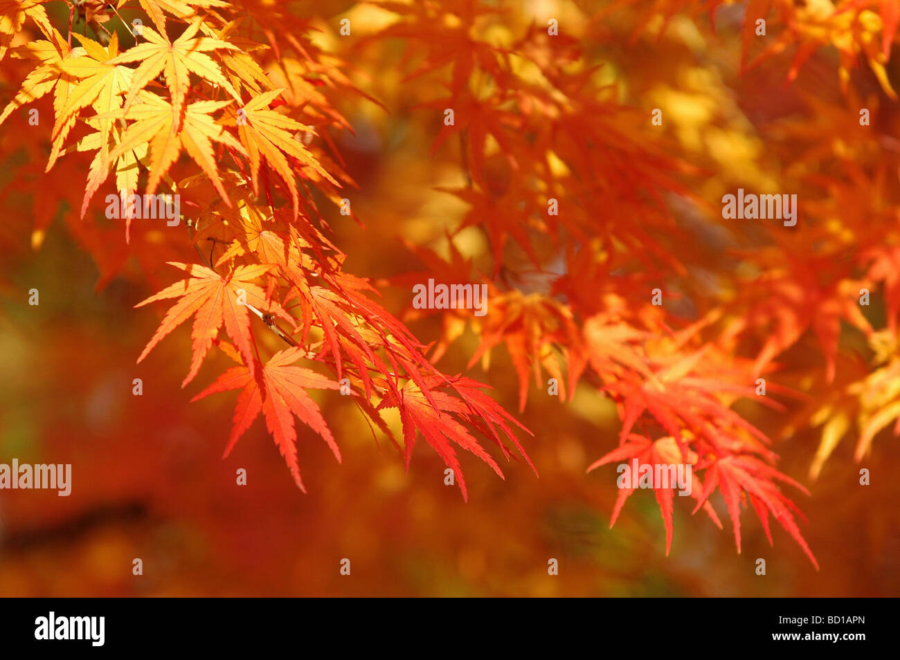 Japanese maple tree in autumn Stock Photo - Alamy