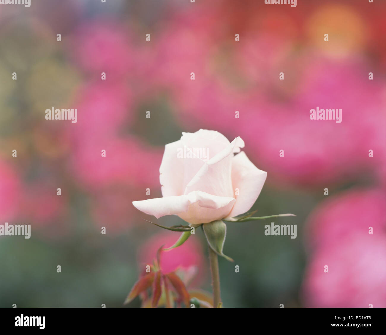 Tokyo rose hi-res stock photography and images - Alamy