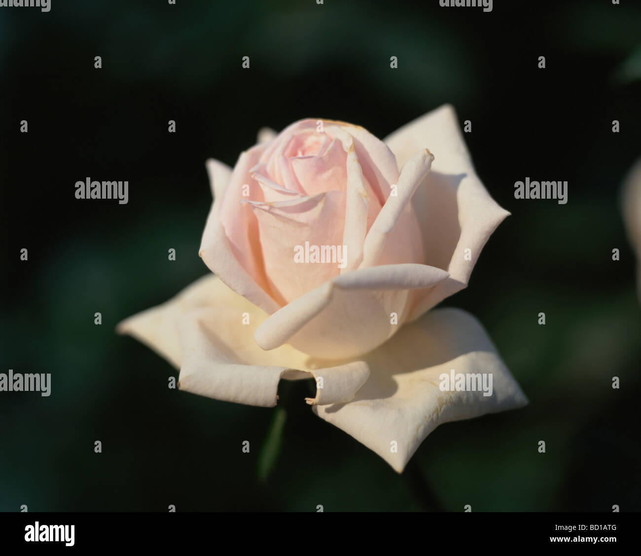 Rose in japan hi-res stock photography and images - Alamy