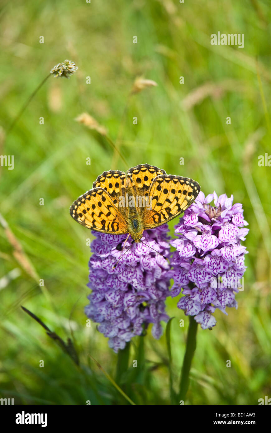 Pearl heath butterfly hi-res stock photography and images - Alamy