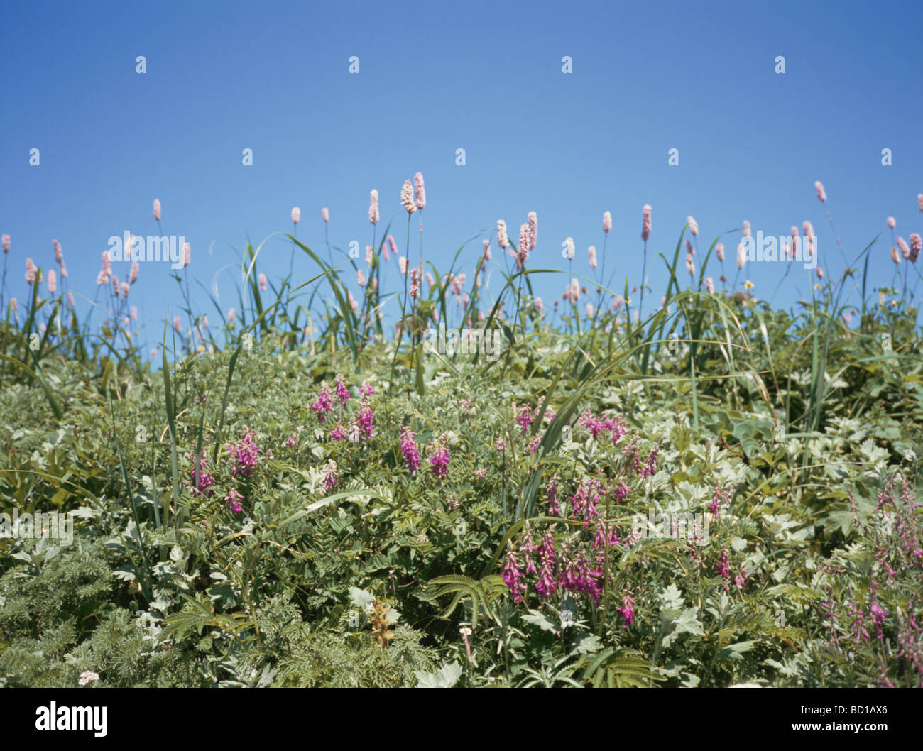 Pink flowers in the field, Rebun island, Hokkaido prefecture, Japan ...