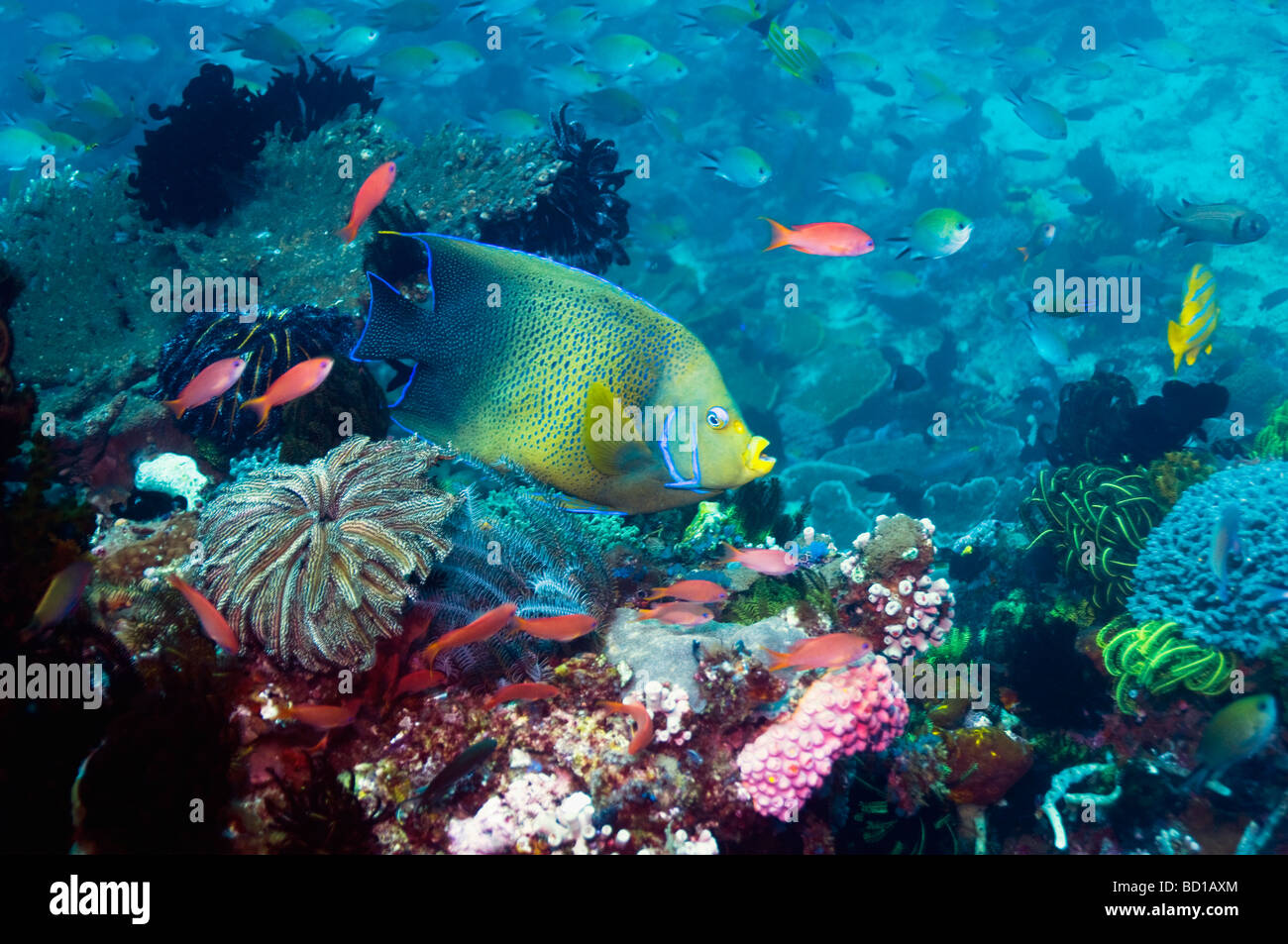Semicircle angelfish Pomacanthus semicirculatus swimming over coral ...