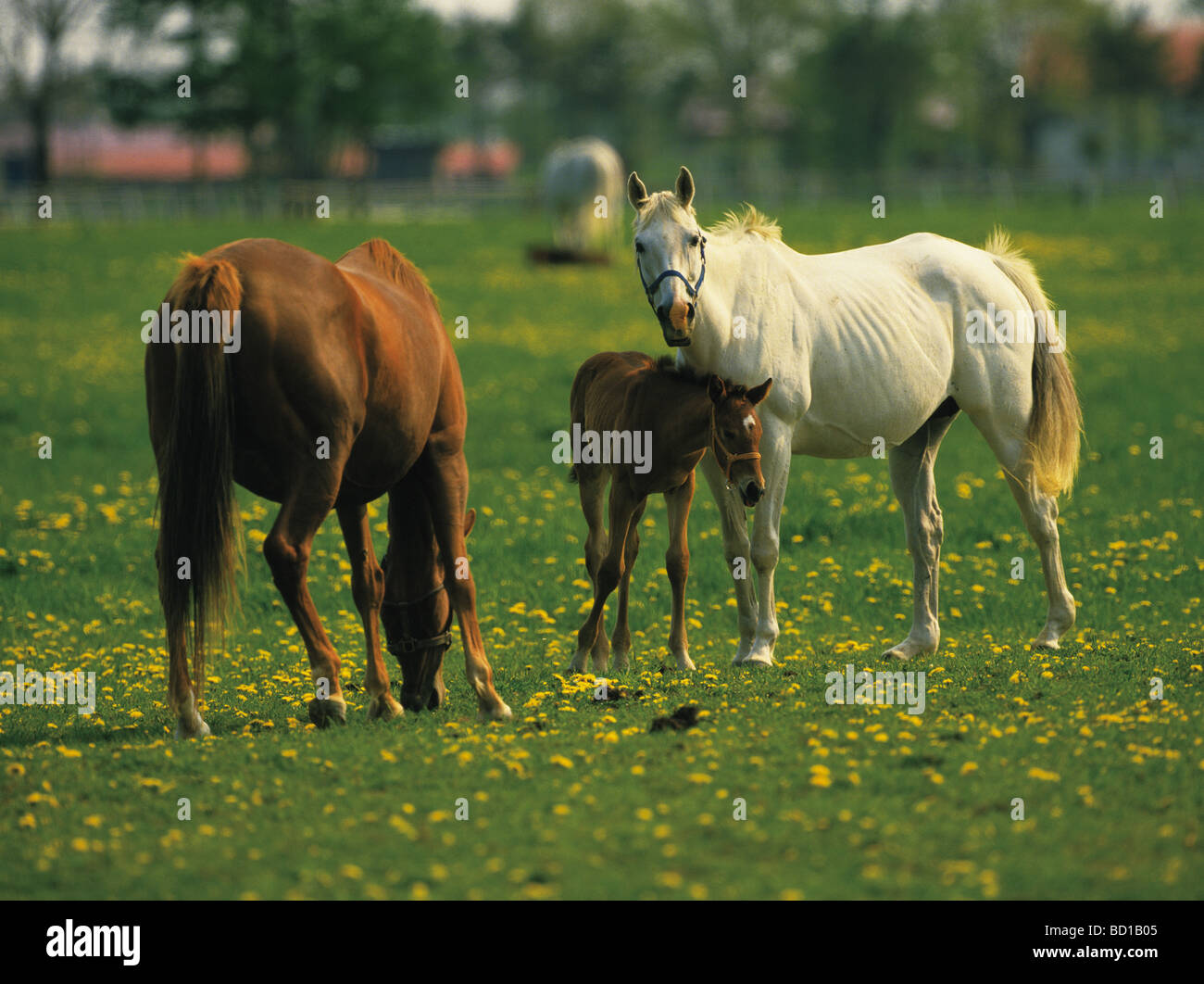 Horses Hokkaido Prefecture Japan Stock Photo - Alamy