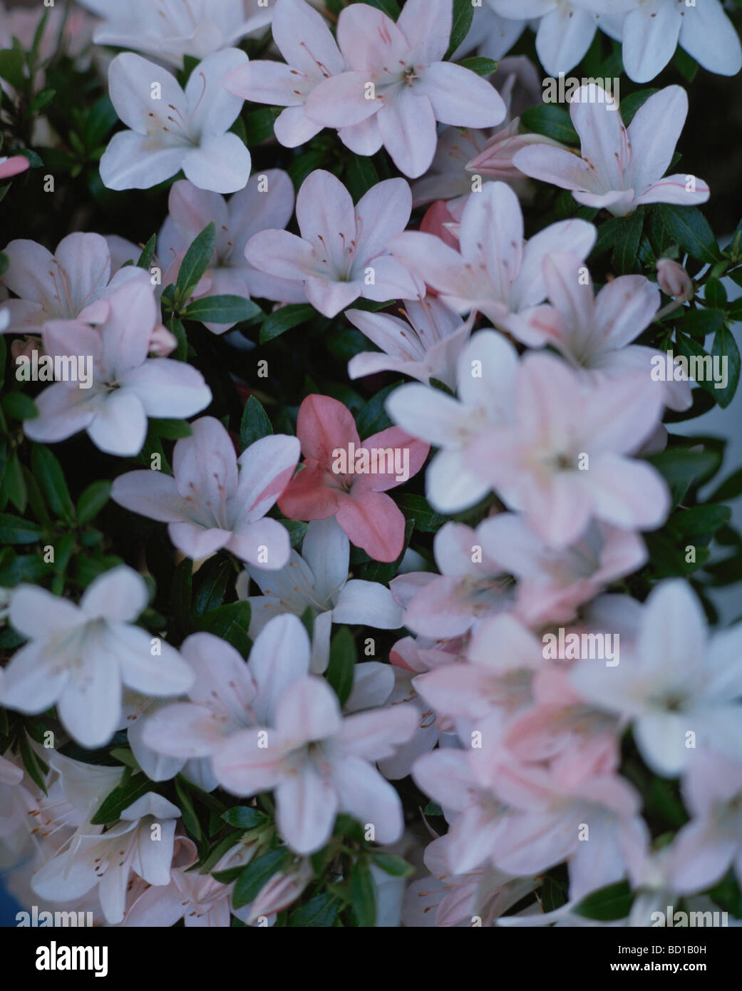 Azalea flower plant kanto hi-res stock photography and images - Alamy
