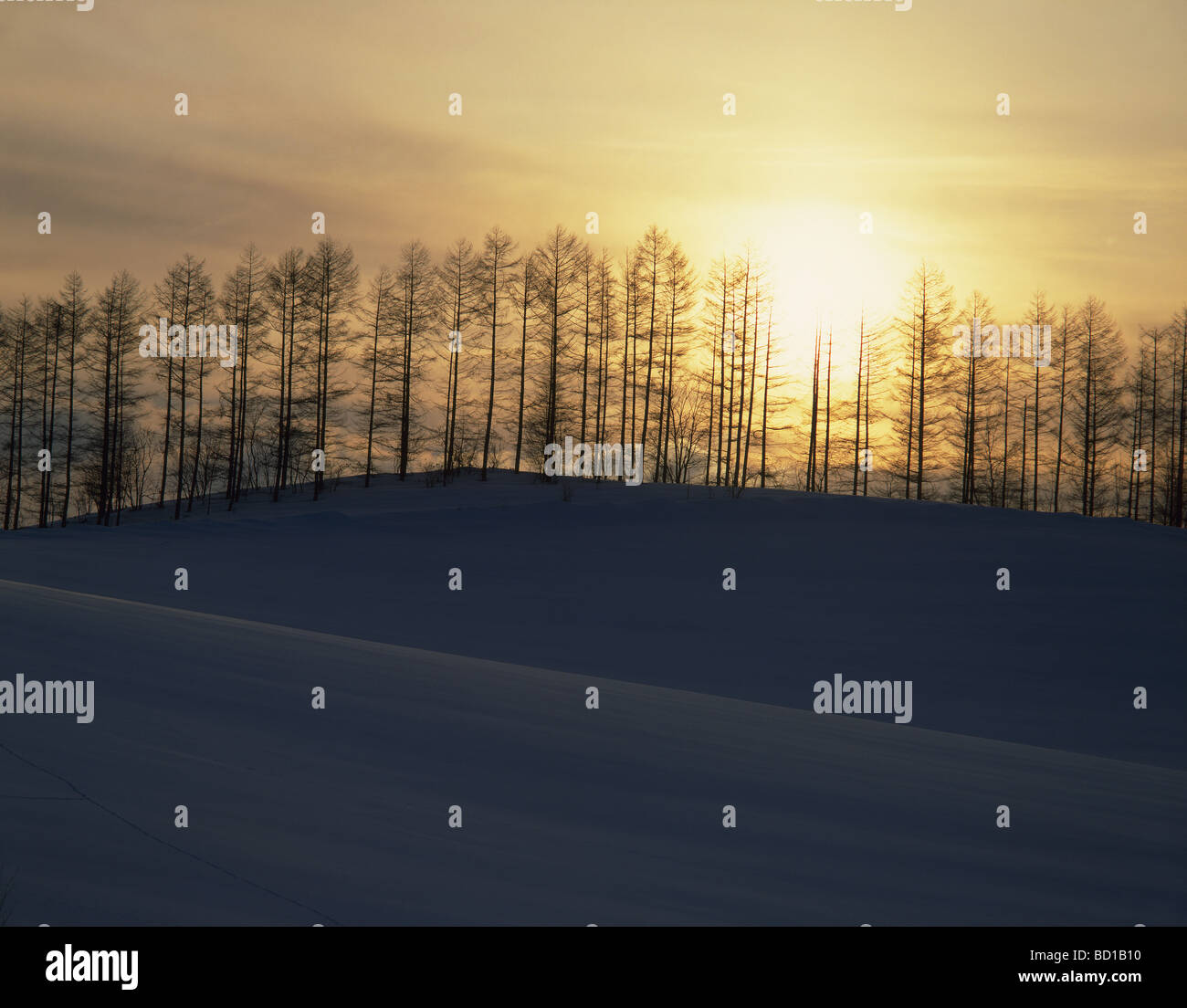 Japan winter trees hi-res stock photography and images - Alamy