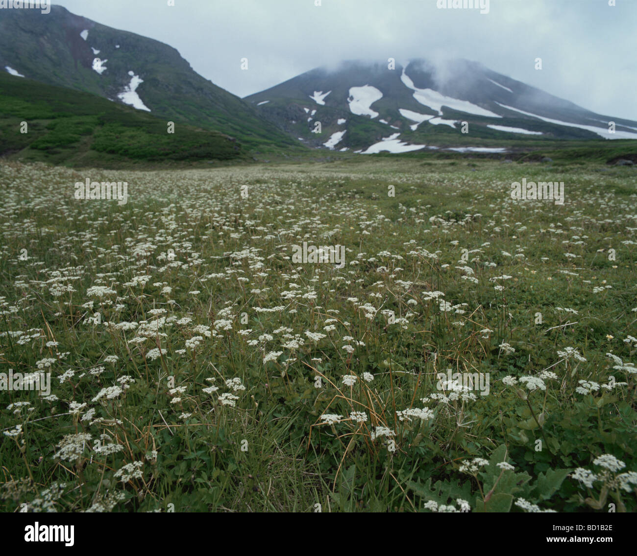 Mountains from flower field, Higashikawa town, Hokkaido prefecture ...