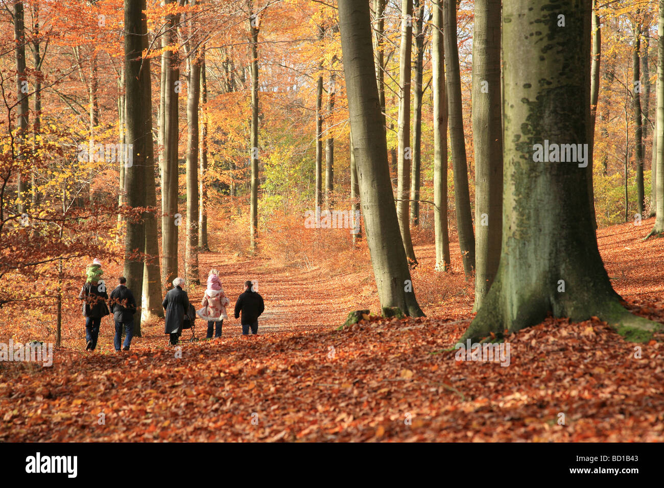 People in a forest in denmark Stock Photo - Alamy