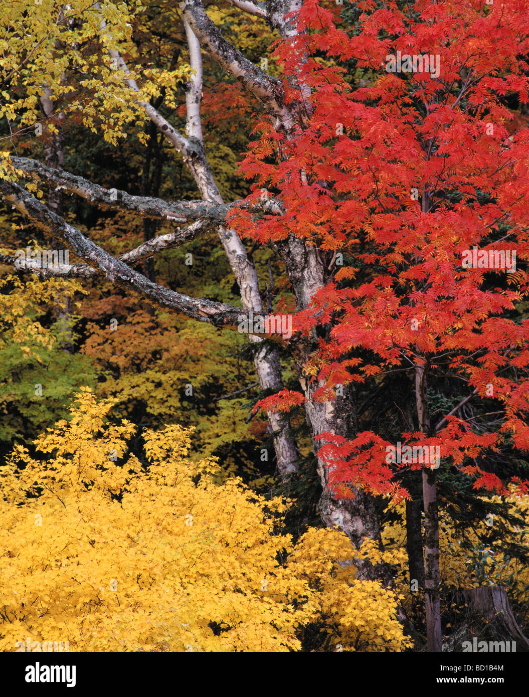 Trees in autumn color Stock Photo - Alamy