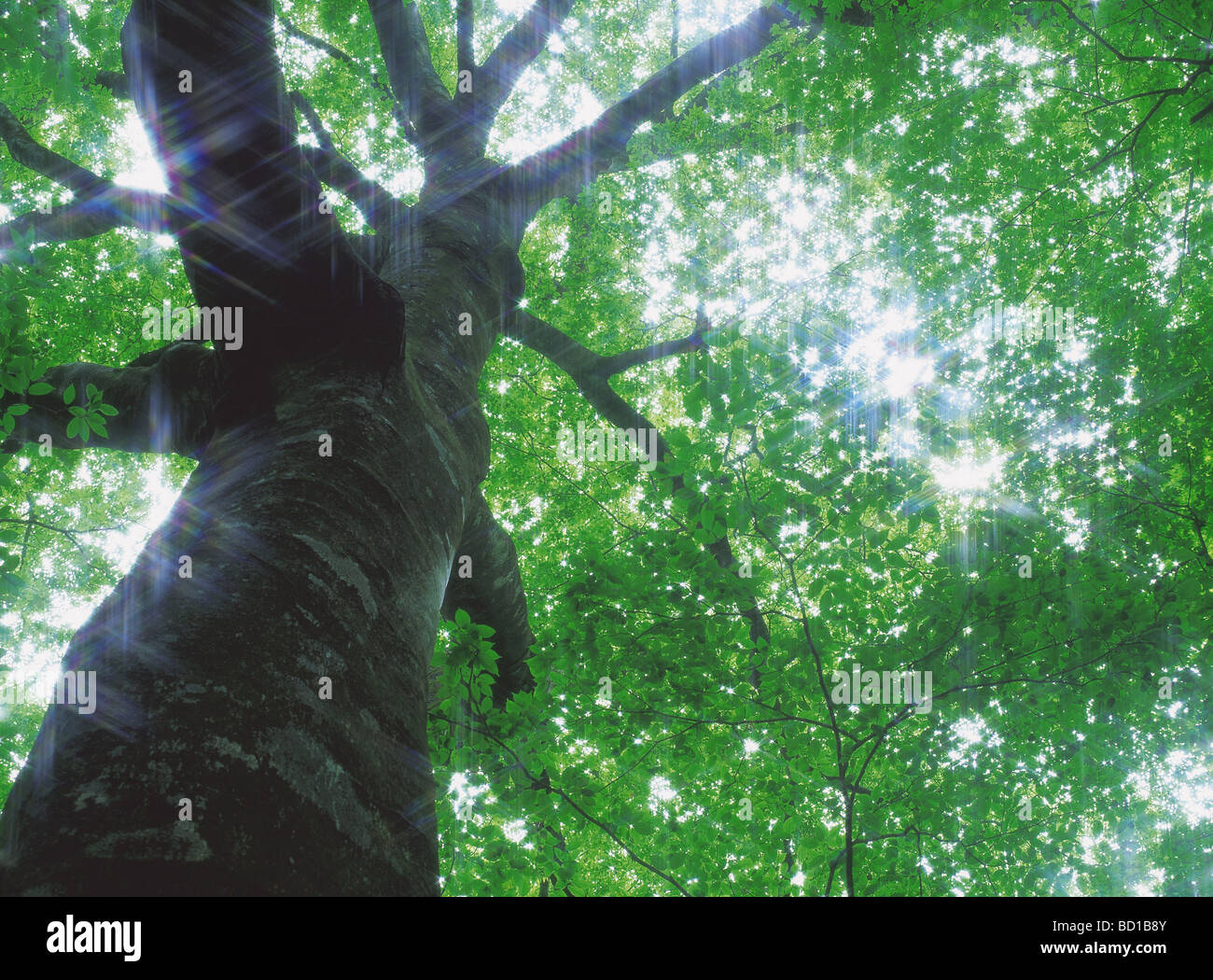 Trees with green leaves Stock Photo - Alamy