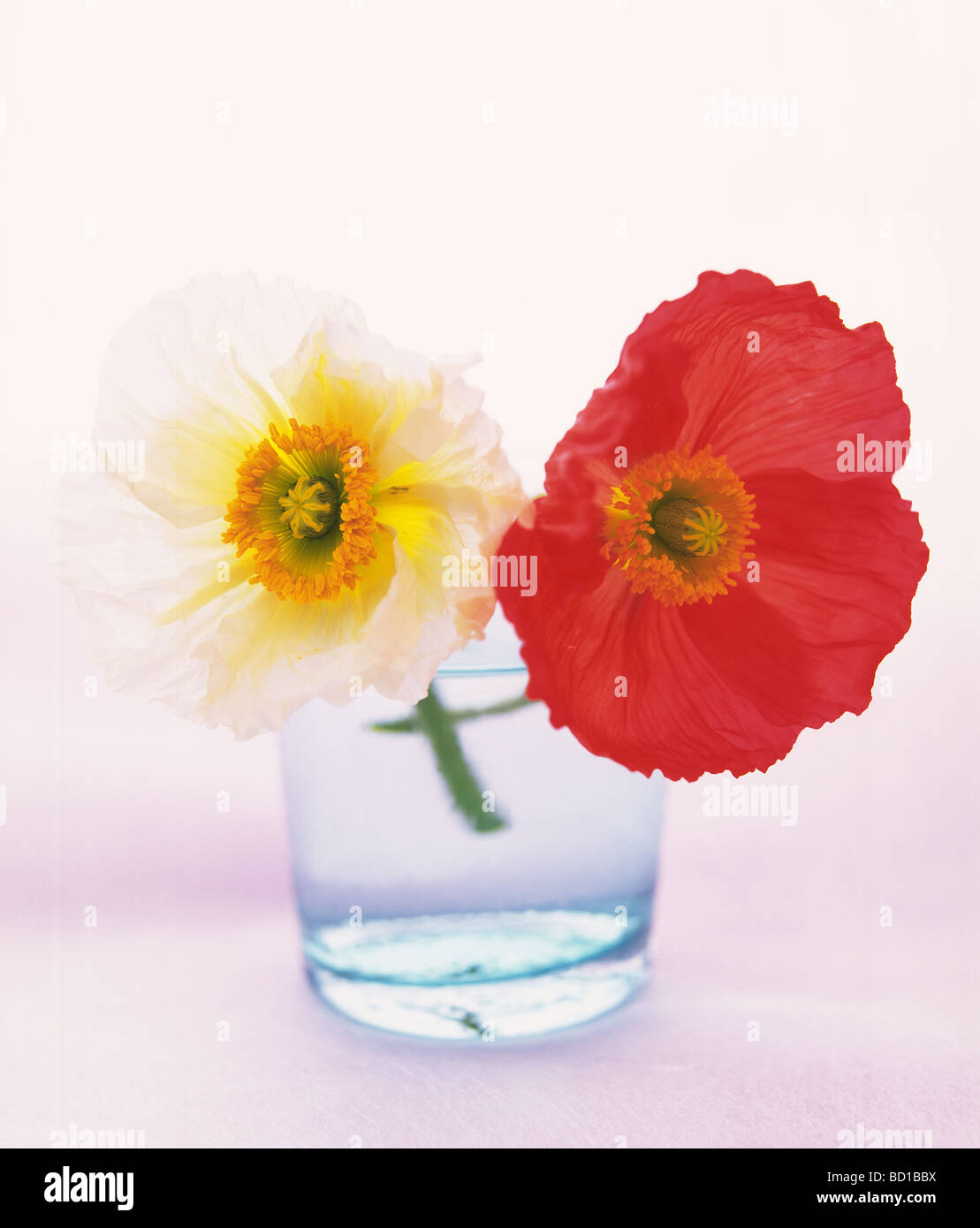 Two poppies in glass of water white background Stock Photo - Alamy