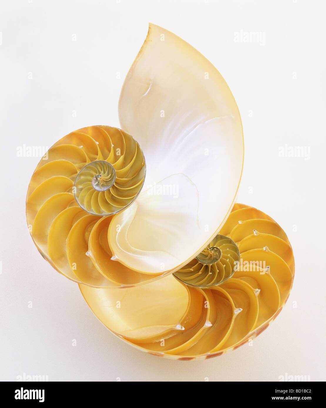 Nautilus shells white background Stock Photo - Alamy