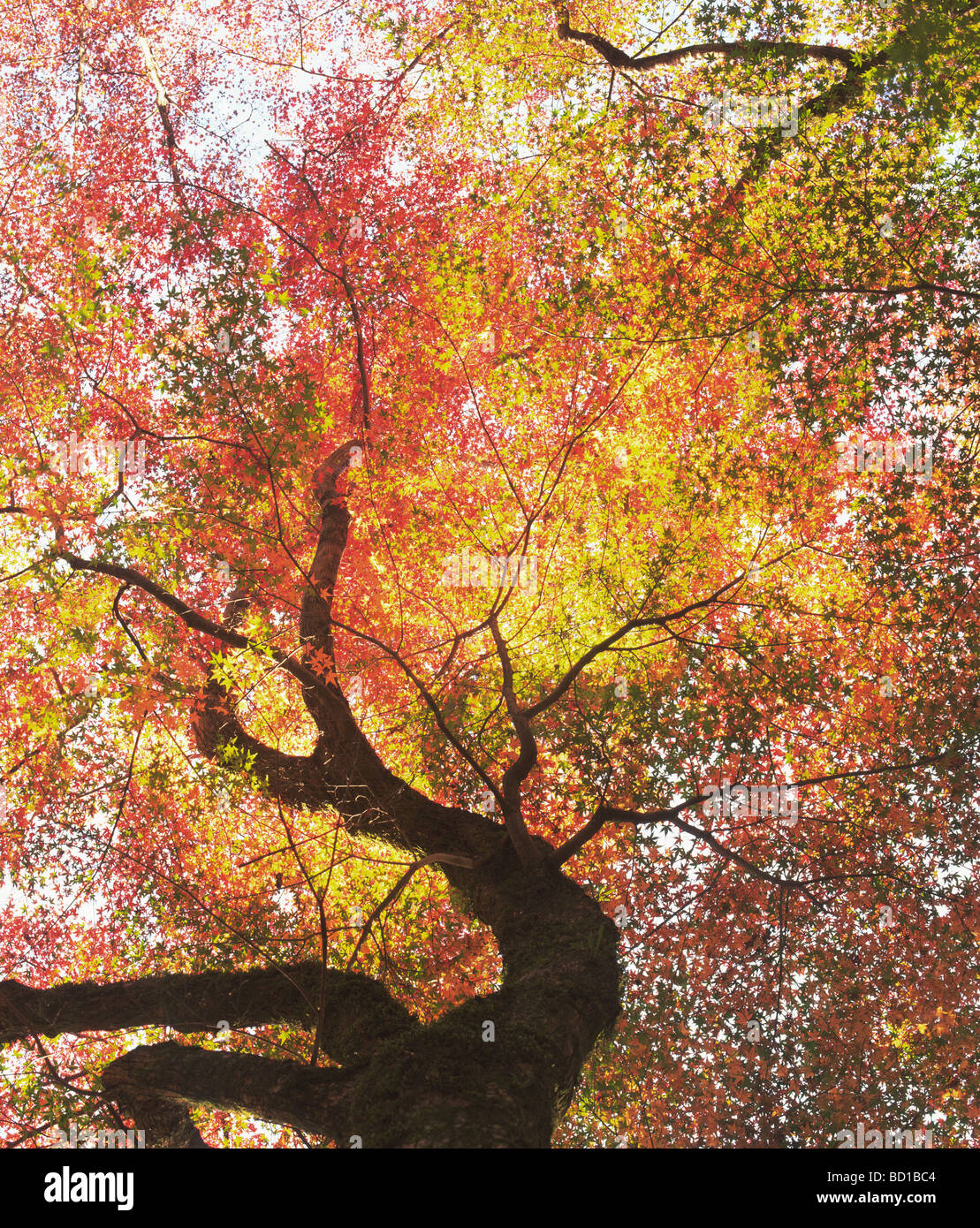 Tree in autumn color Toyota city Aichi prefecture Japan Stock Photo - Alamy