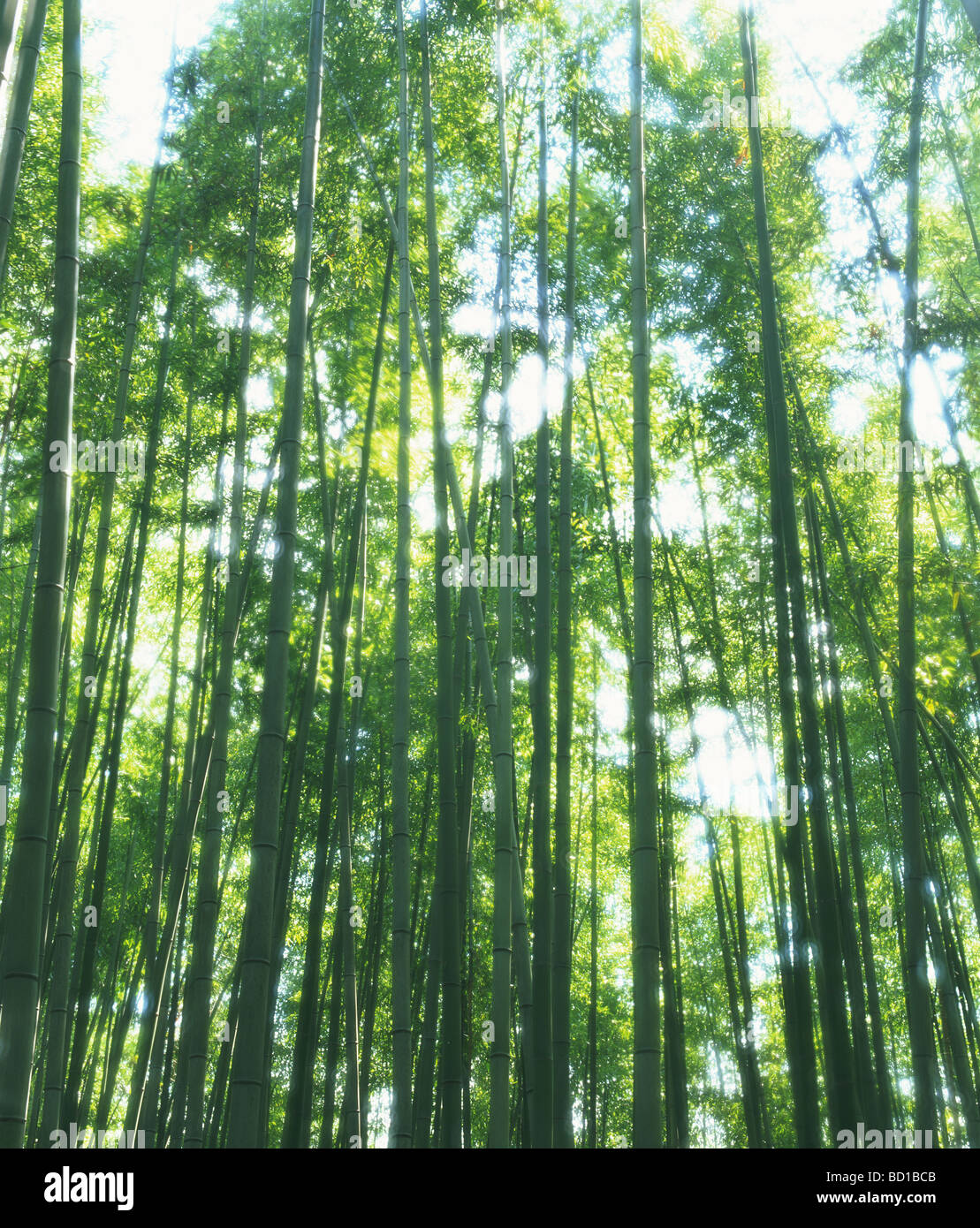 Bamboo forest in green Kyoto city Kyoto prefecture Japan Stock Photo ...